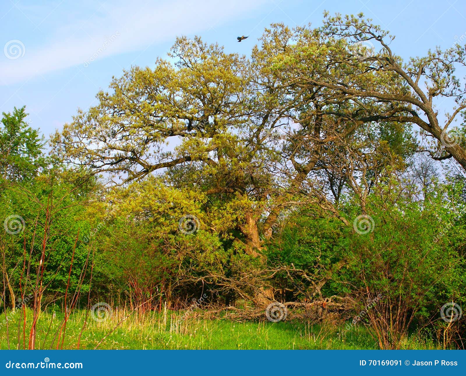 Illinois Oak Forest Landscape Stock Image - Image of plant, vivid: 70169091