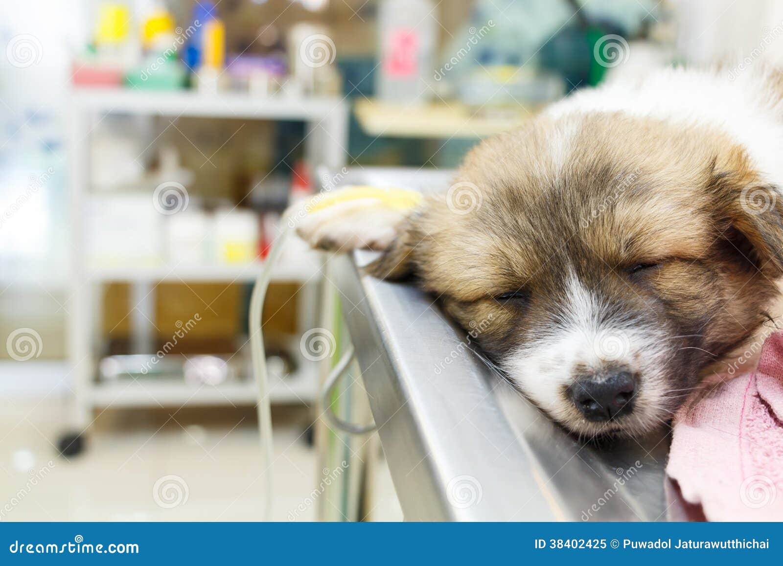 Illness Puppy with Intravenous Drip on Operating T Stock Image - Image ...