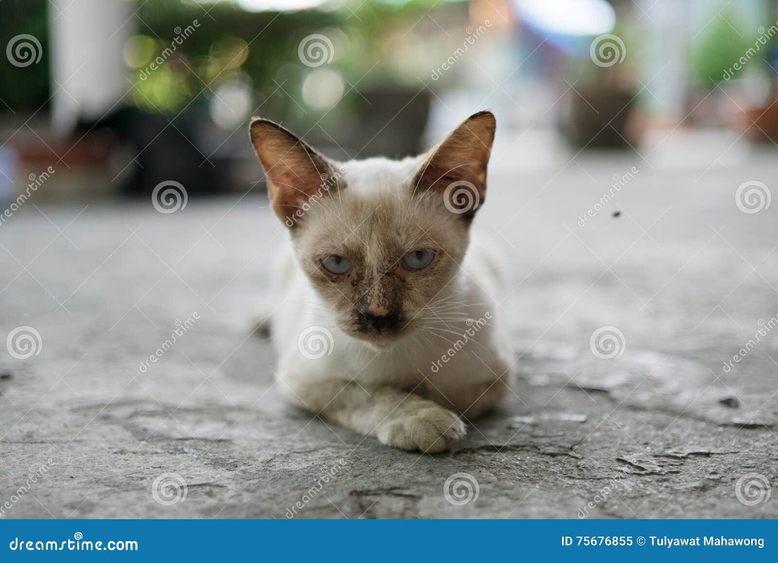 Illness stray cat stock image. Image of sick, street - 75676855