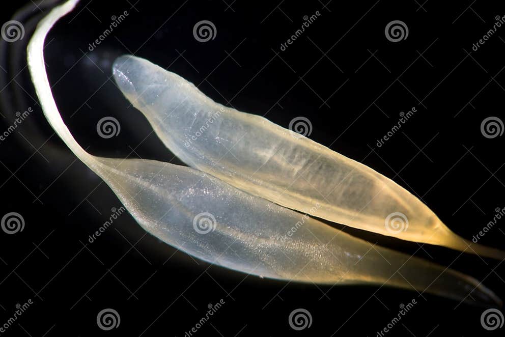 Illuminated Citrus Orange Cell Structure. Juice, Fresh, Orange Pulp ...