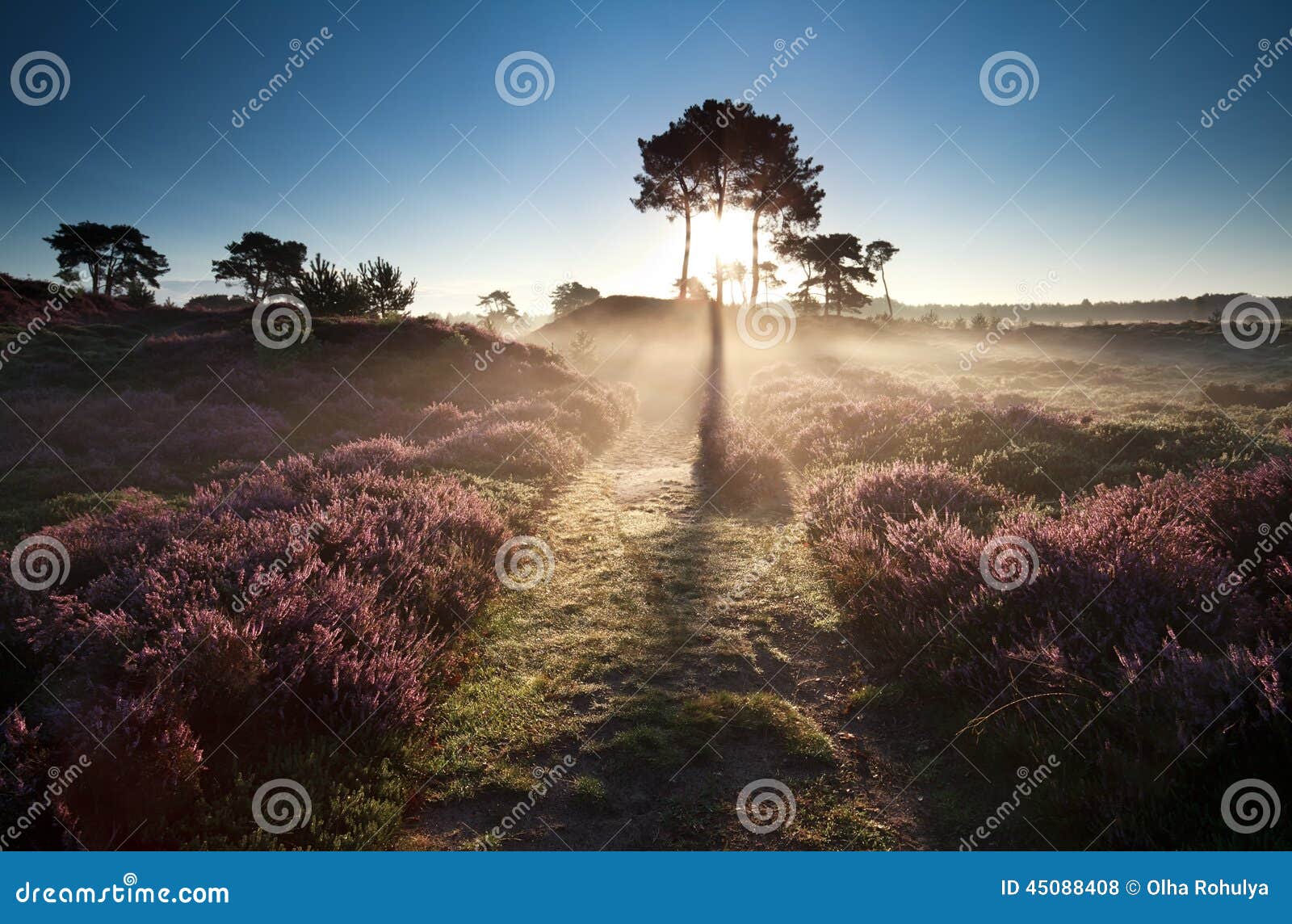 Illuminated Countryside Path at Sunrise Stock Photo - Image of sunbeam ...