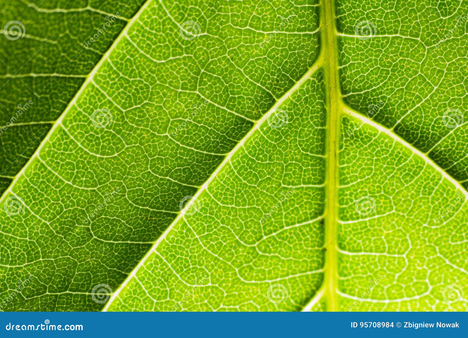 Illuminated Green Leaf, Macro Photography. Stock Photo - Image of plant ...