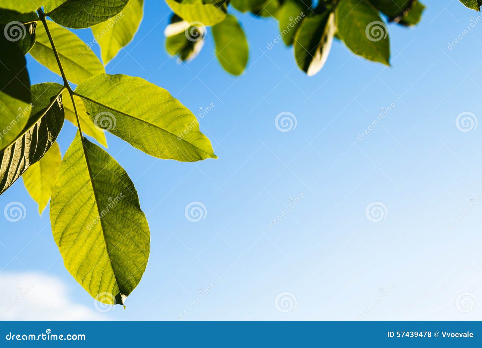 Illuminated Green Leaves of Walnut Tree Stock Photo - Image of outdoors ...