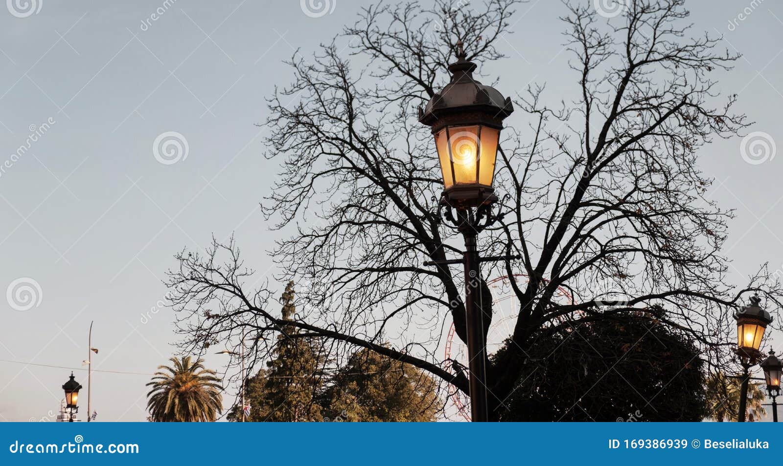 Illuminated Lamp Post in Front of a Leafless Tree Stock Image - Image ...