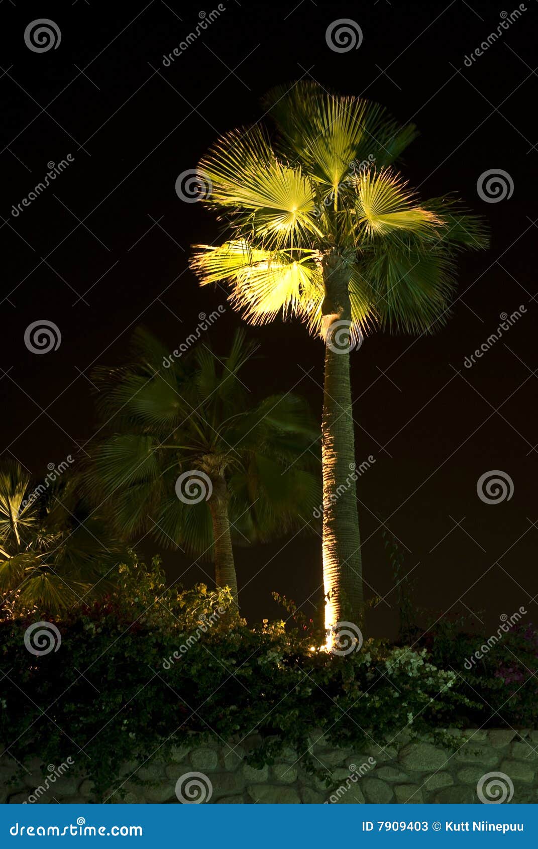 Stylized Palm Tree Lighting
