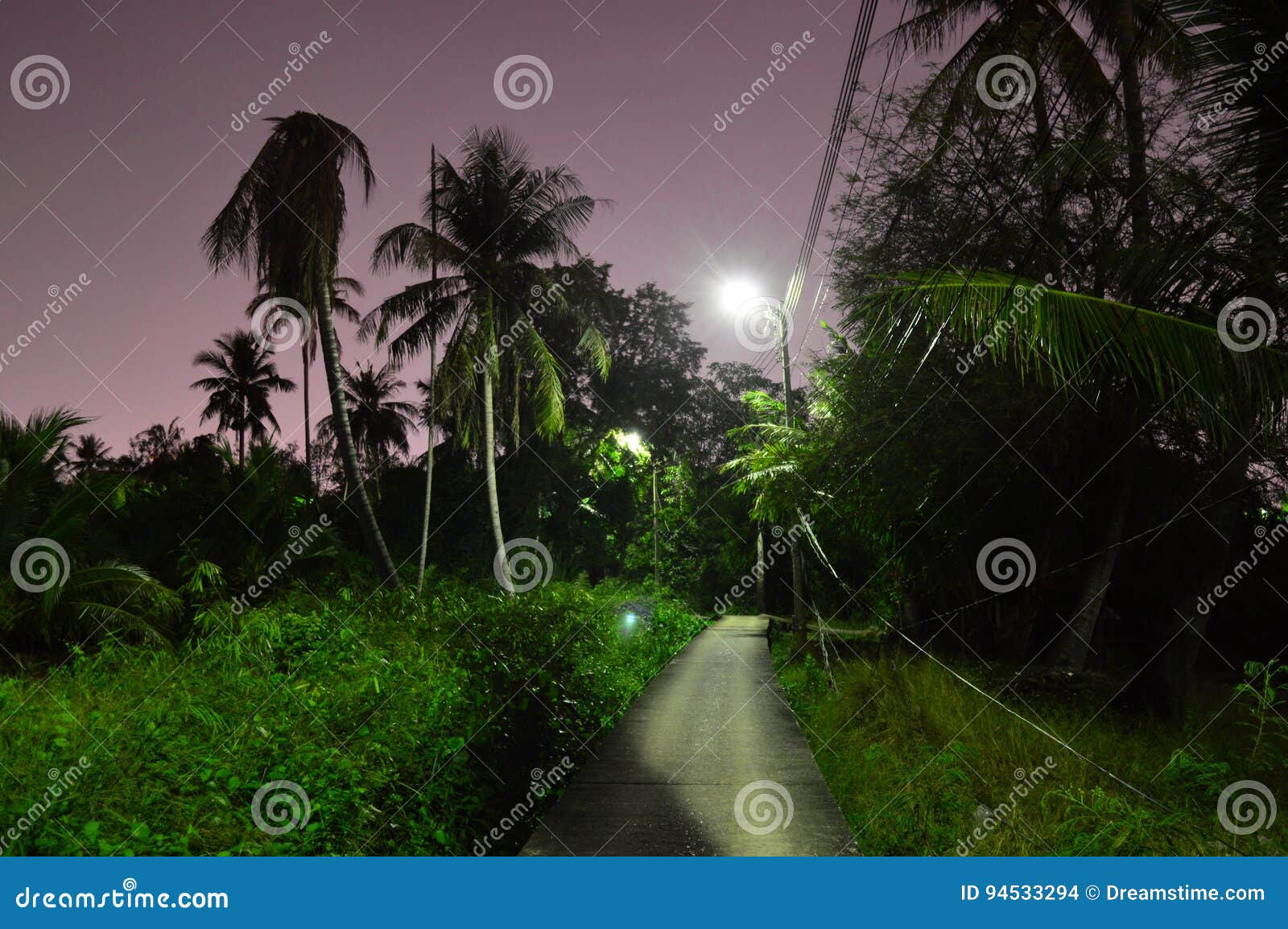 Illuminated Path through the Night Jungle Stock Photo - Image of pink ...