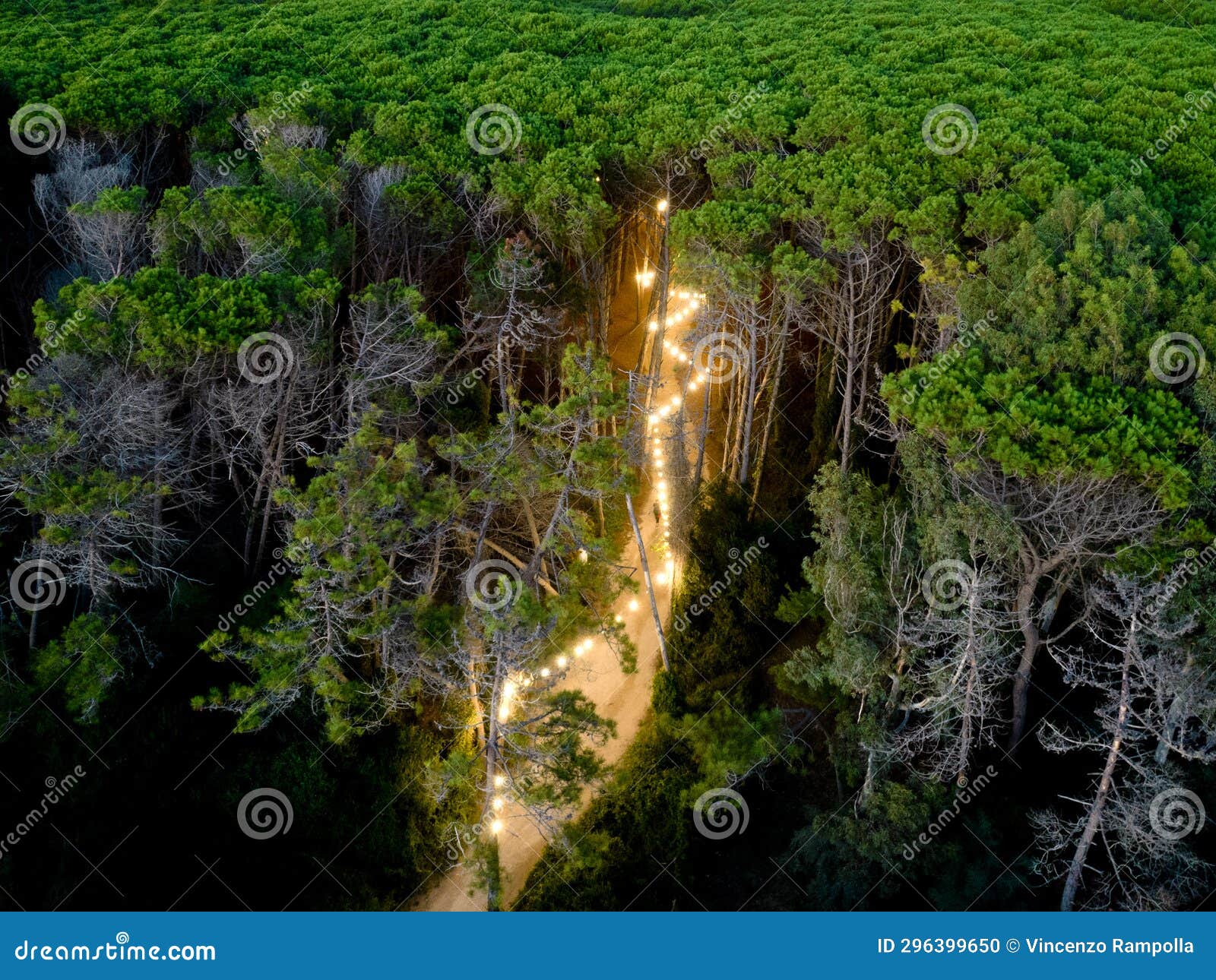 Illuminated Path through the Pine Forest Stock Photo - Image of drone ...