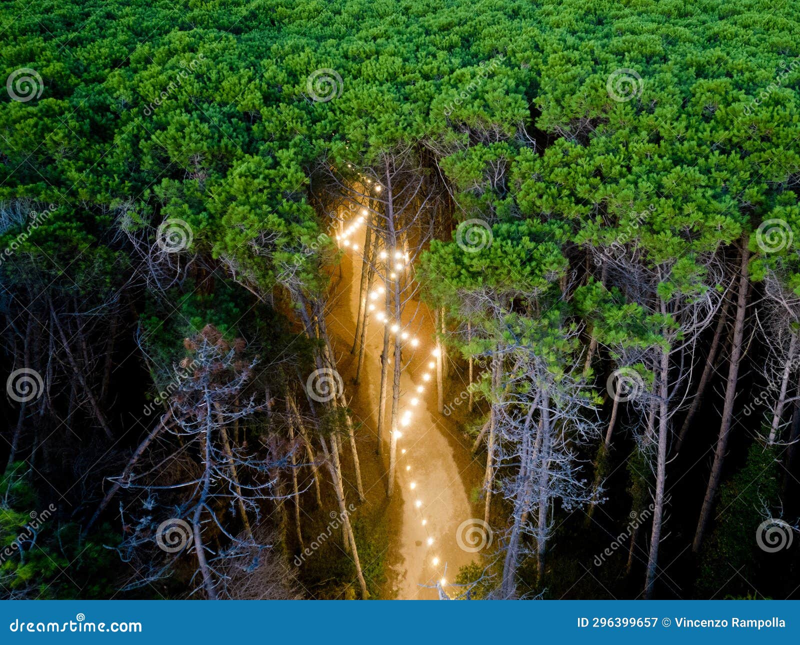 Illuminated Path through the Pine Forest Stock Image - Image of tree ...