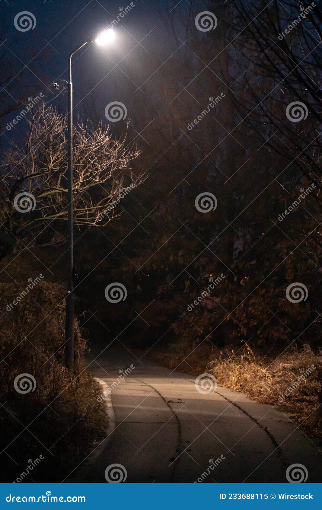 Illuminated Pathway through the Park with Leafless Trees Late at Night ...