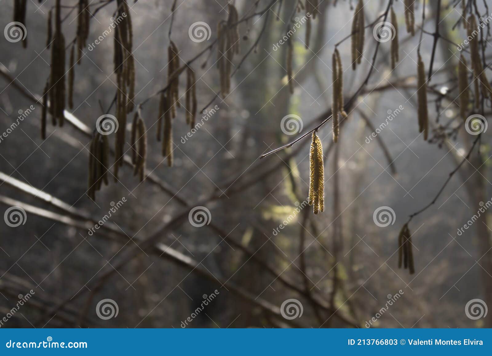 Illuminated rare leaf stock image. Image of leaf, branches - 213766803