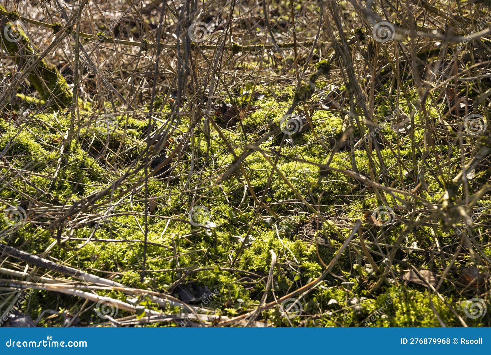 Illuminated by Sunlight Green Moss in Winter Stock Photo - Image of ...
