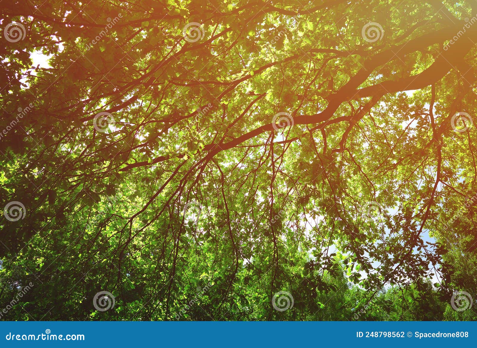Illuminated Tree Branch with Summer Foliage Stock Photo - Image of ...