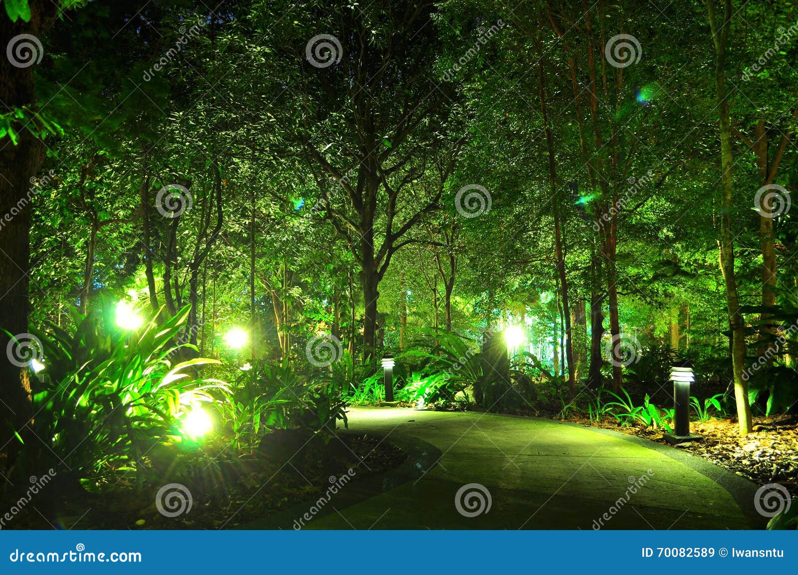 Illuminated trees by night stock image. Image of peaceful - 70082589
