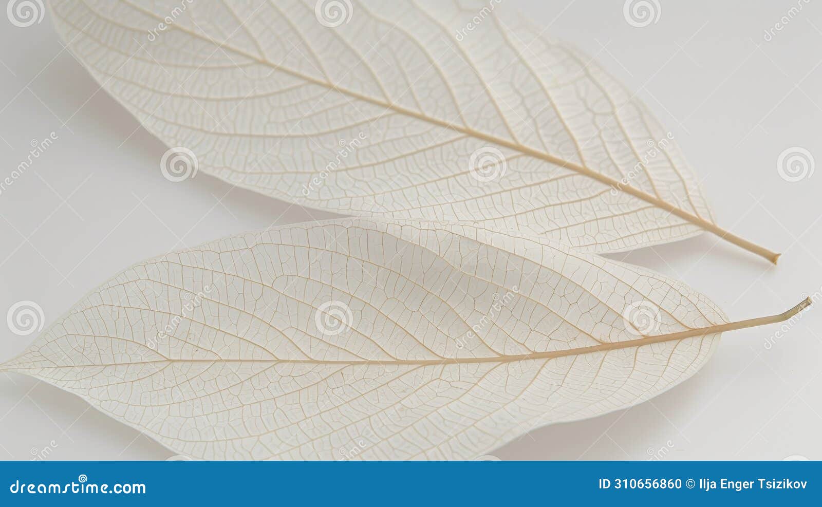 Illuminated White Tree Leaf Skeleton Texture Background Close Up with ...