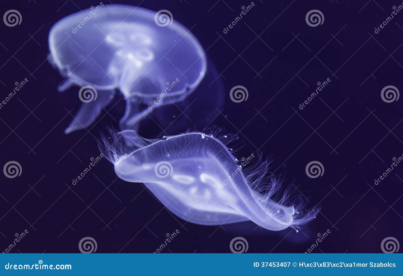 Illuminating medusa stock image. Image of shiny, jellyfish - 37453407
