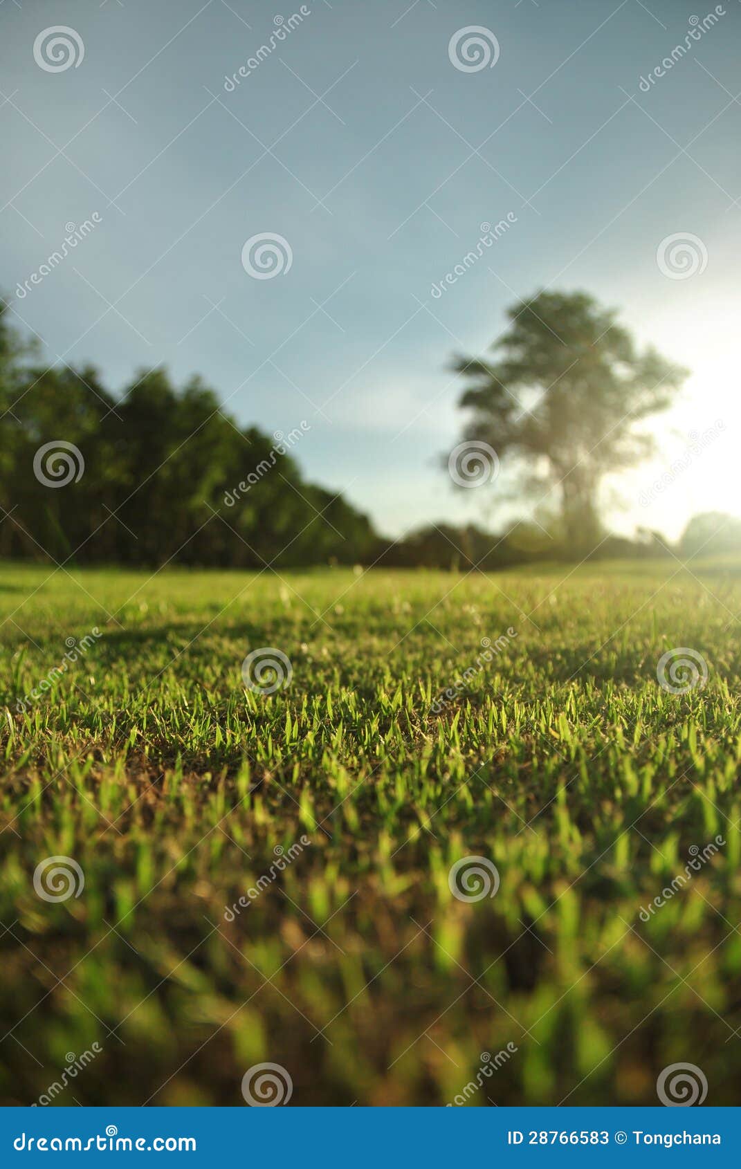 Illusion field of hope stock image. Image of water, lotus - 28766583