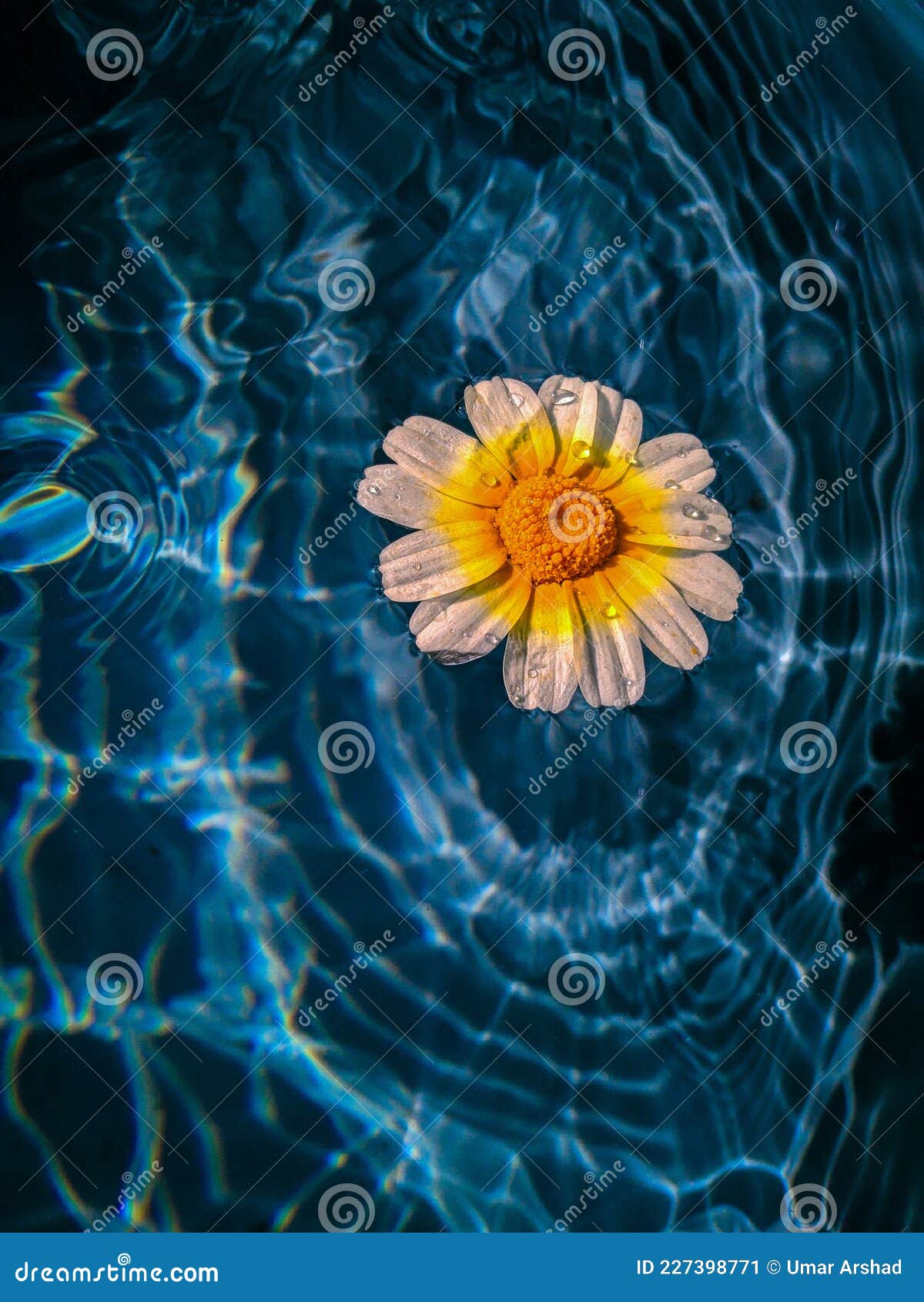 Illusion Flower in Water Creating Beautiful Illusion Stock Image ...