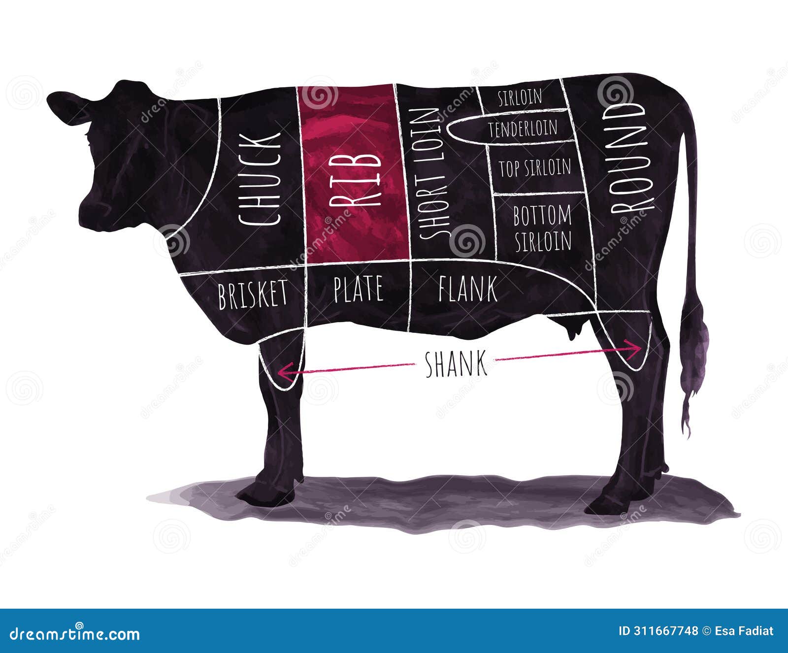 Illustrated Beef Cuts Chart with Labeled Sections on a Cow Silhouette ...
