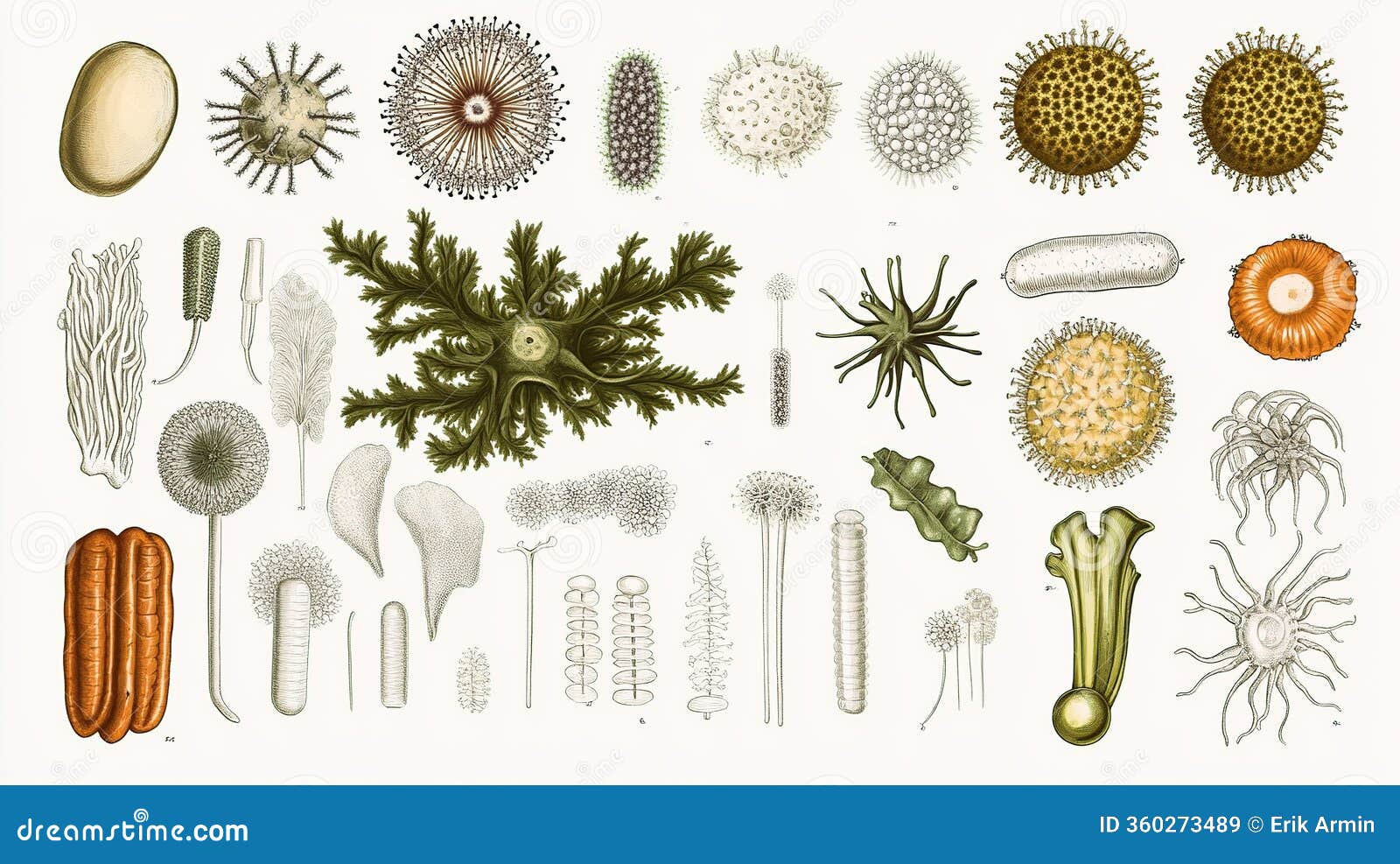 Illustrated Chart Showcasing Diverse Microscopic Organisms, Including ...