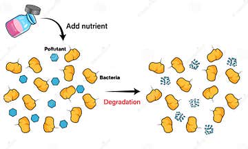 An Illustrated Exploration of Biostimulation Techniques for Microbial ...