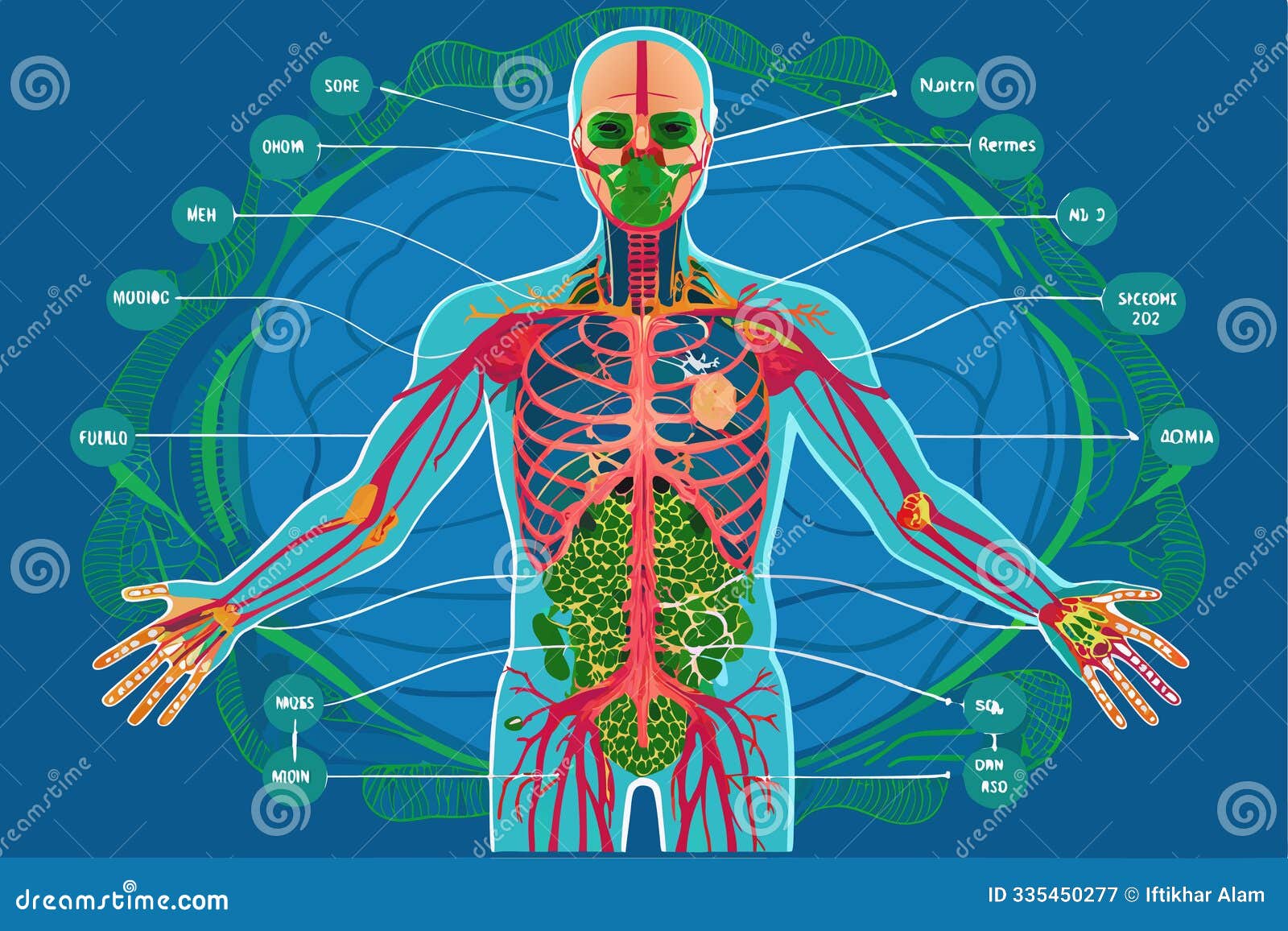 An Illustrated Guide of the Human Lymphatic System, Showing Its ...