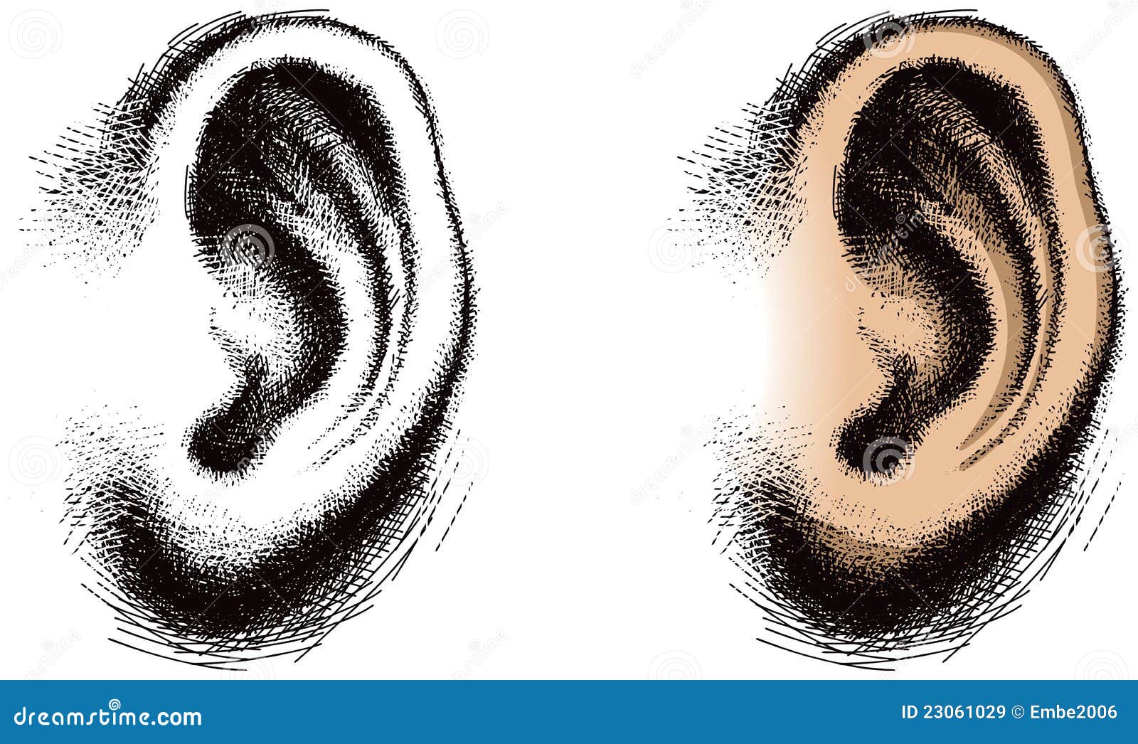 Illustrated Human Ear stock vector. Illustration of sense - 23061029