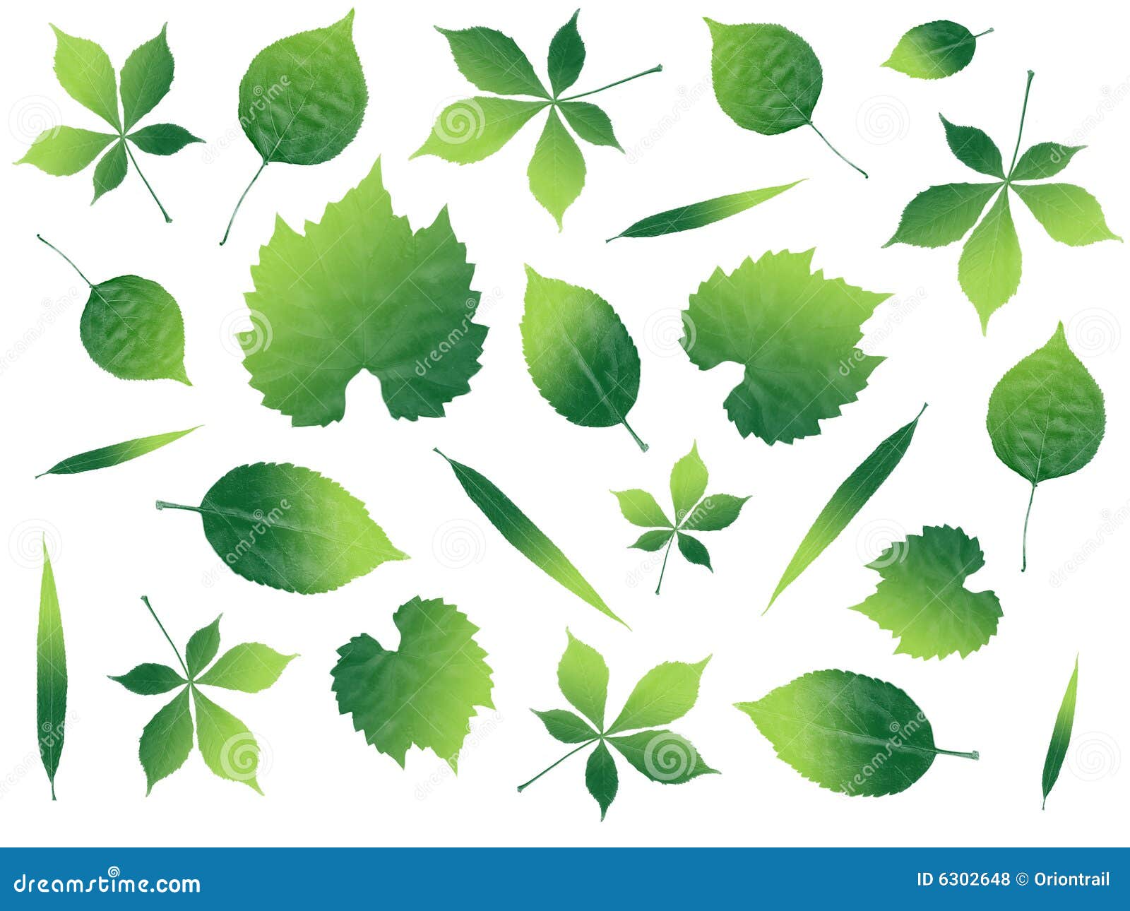 Illustrated Leafs in Many Shapes Stock Illustration - Illustration of ...