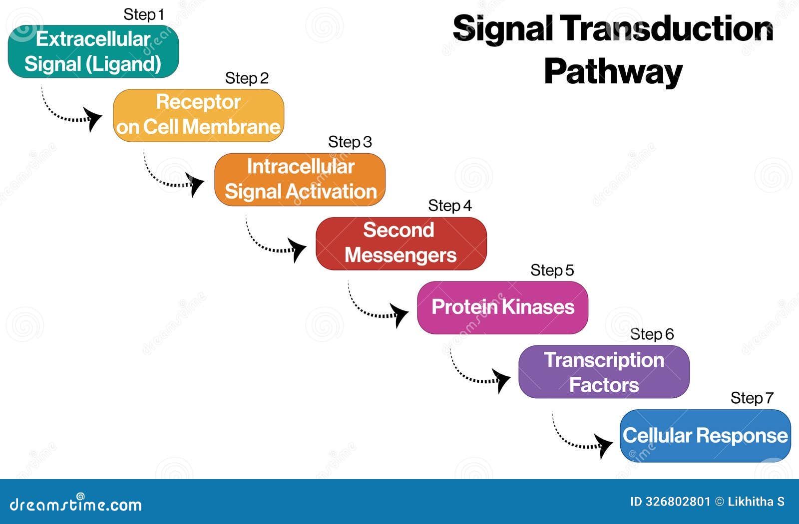 Illustrated Vector Flowchart of Signal Transduction Pathways on White ...