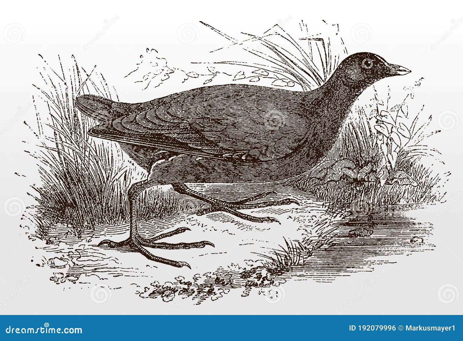 Moorhen Or Gallinula Sp., Vintage Engraving Cartoon Vector ...