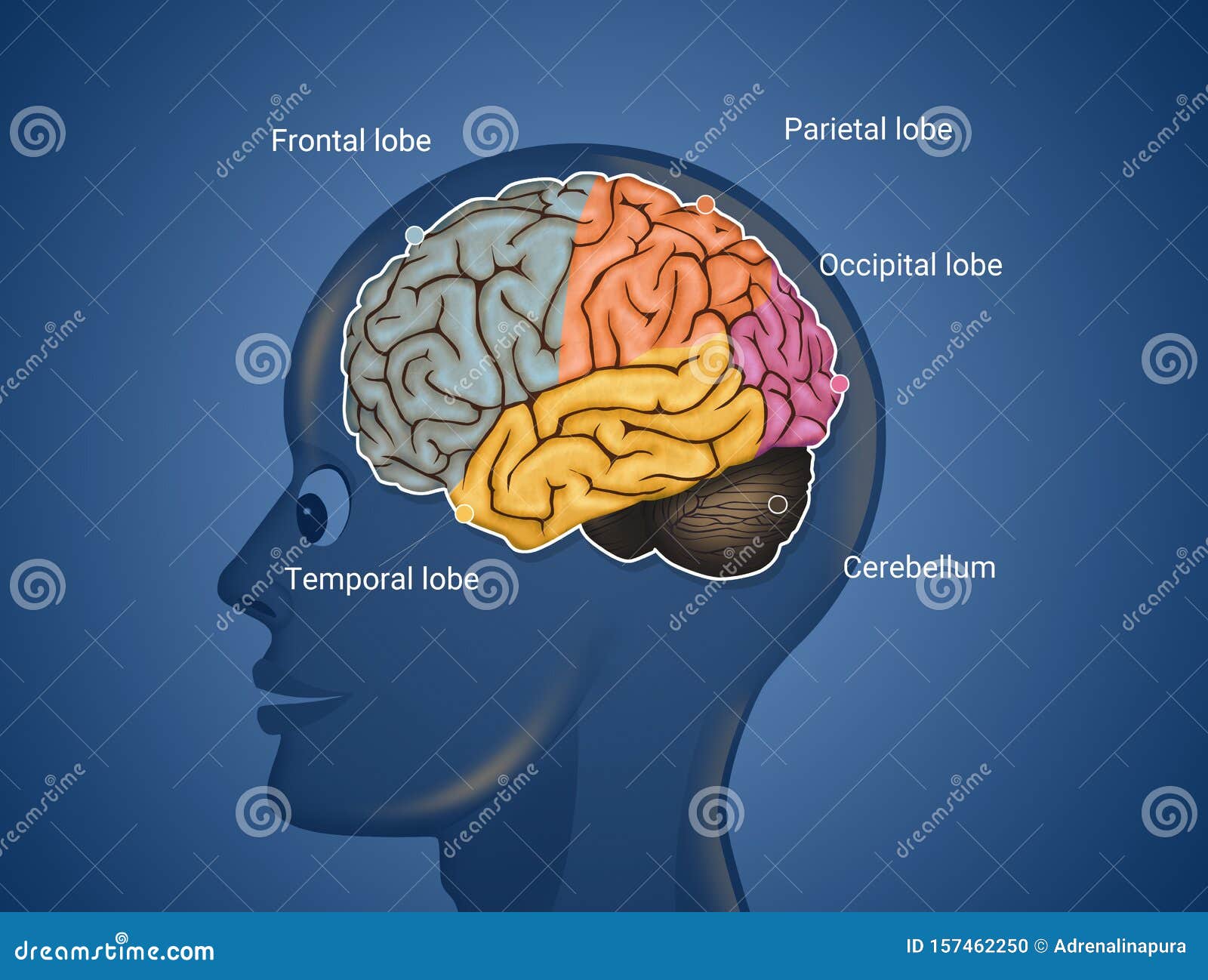 Illustratie Van De Hersenanatomie Stock Illustratie - Illustration of ...