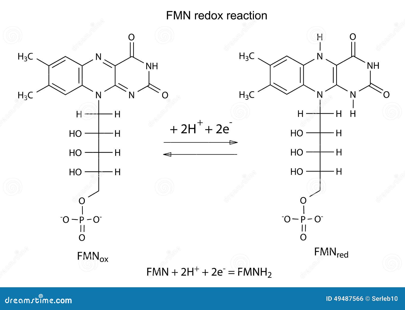 Illustratie Van De Redoxreactie Van FMN Vector Illustratie ...