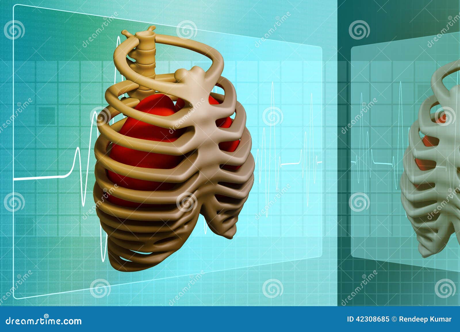 Illustratie Van De Ribbenkast Stock Illustratie - Illustration of hals ...