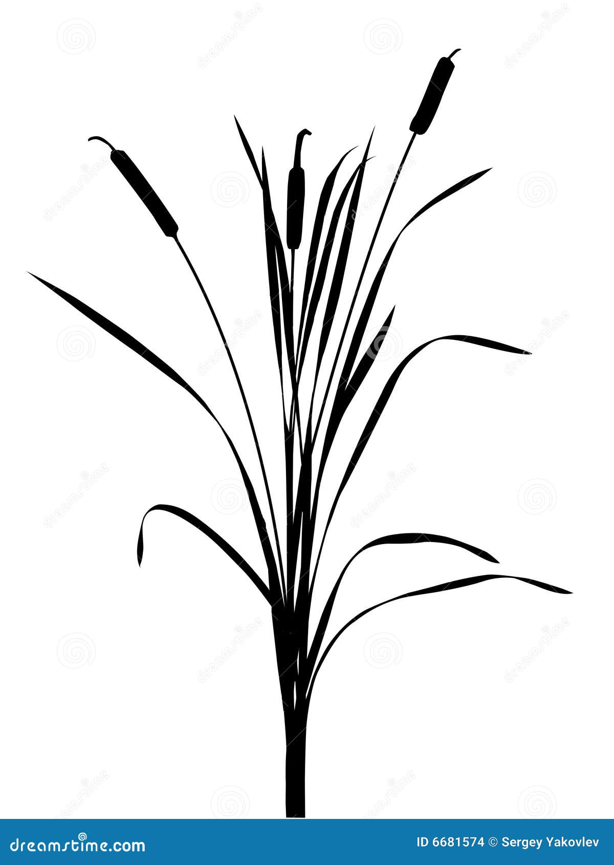 Illustratie van het riet vector illustratie. Illustration of ...