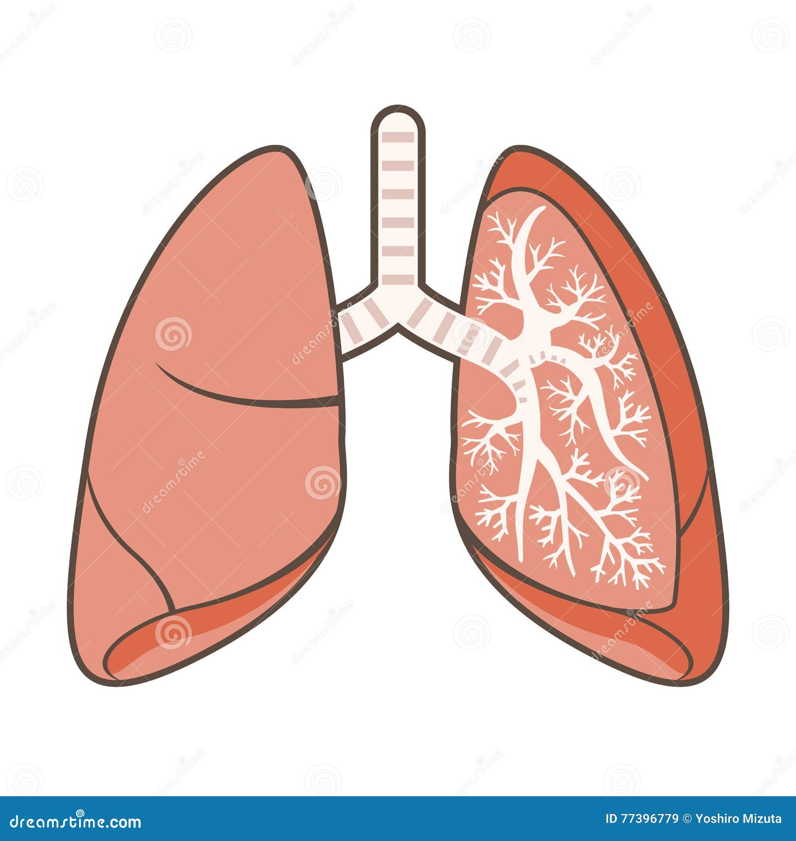 Illustratie van longen vector illustratie. Illustration of lichaam ...