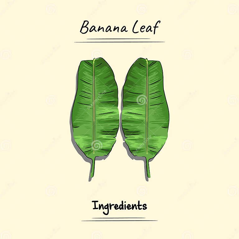 Illustratieschema Bananenblad En Vectorstijl. Goed Voor Gebruik in Het ... Illustratieschema Bananenblad En Vectorstijl. Goed Voor Gebruik in Het ...
