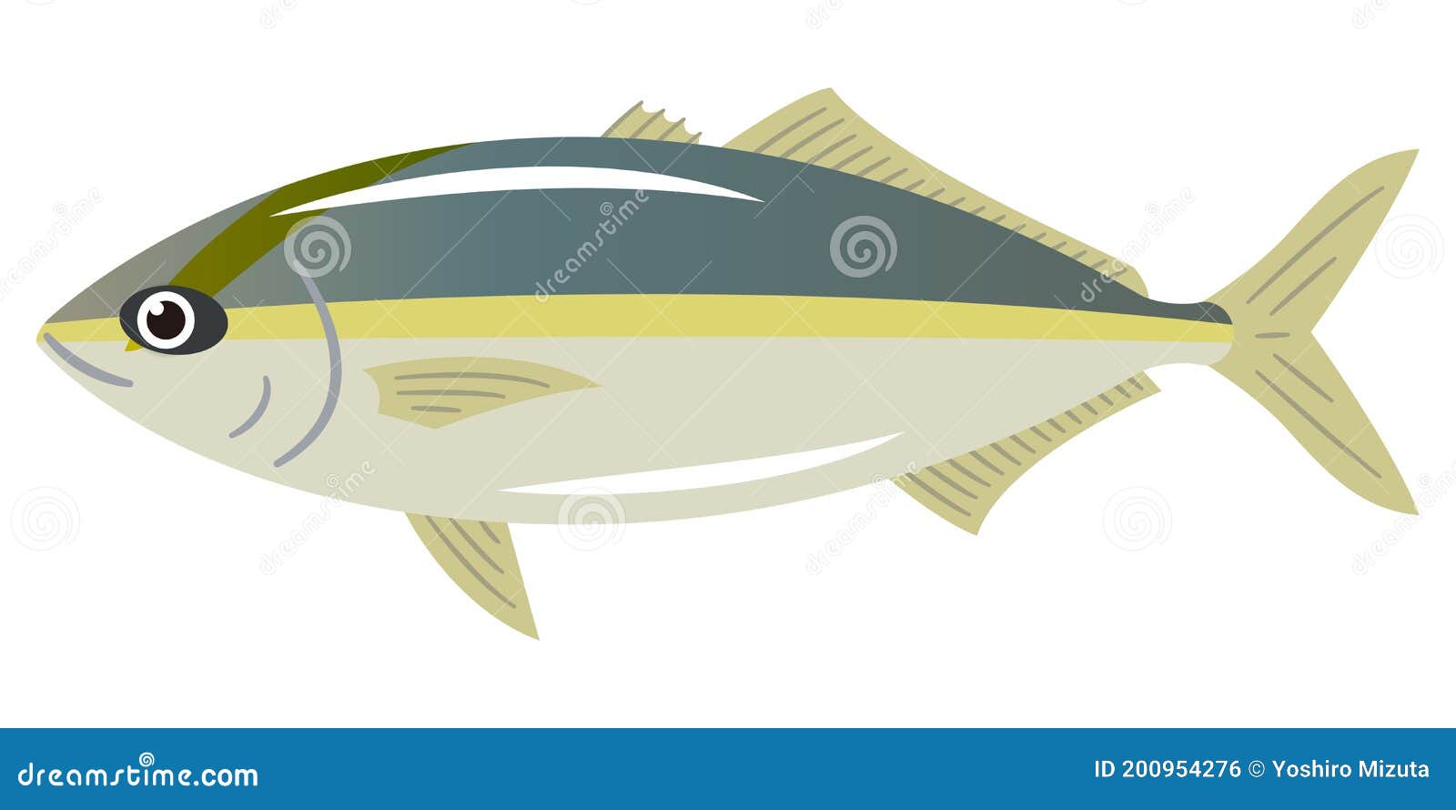 Delicious Kingfish Vector Stamp Illustration Isolated On White ...