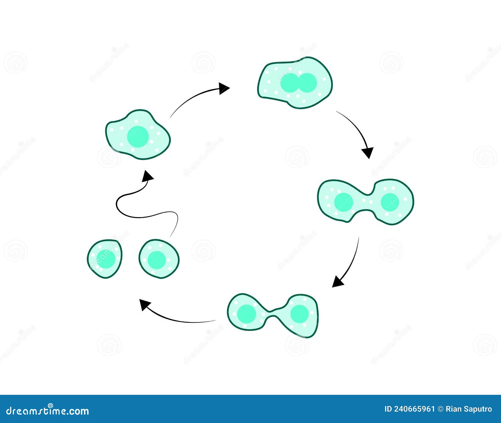 Amoeba Reproduction Scheme. Binary Fission Reproduction In Amoeba ...