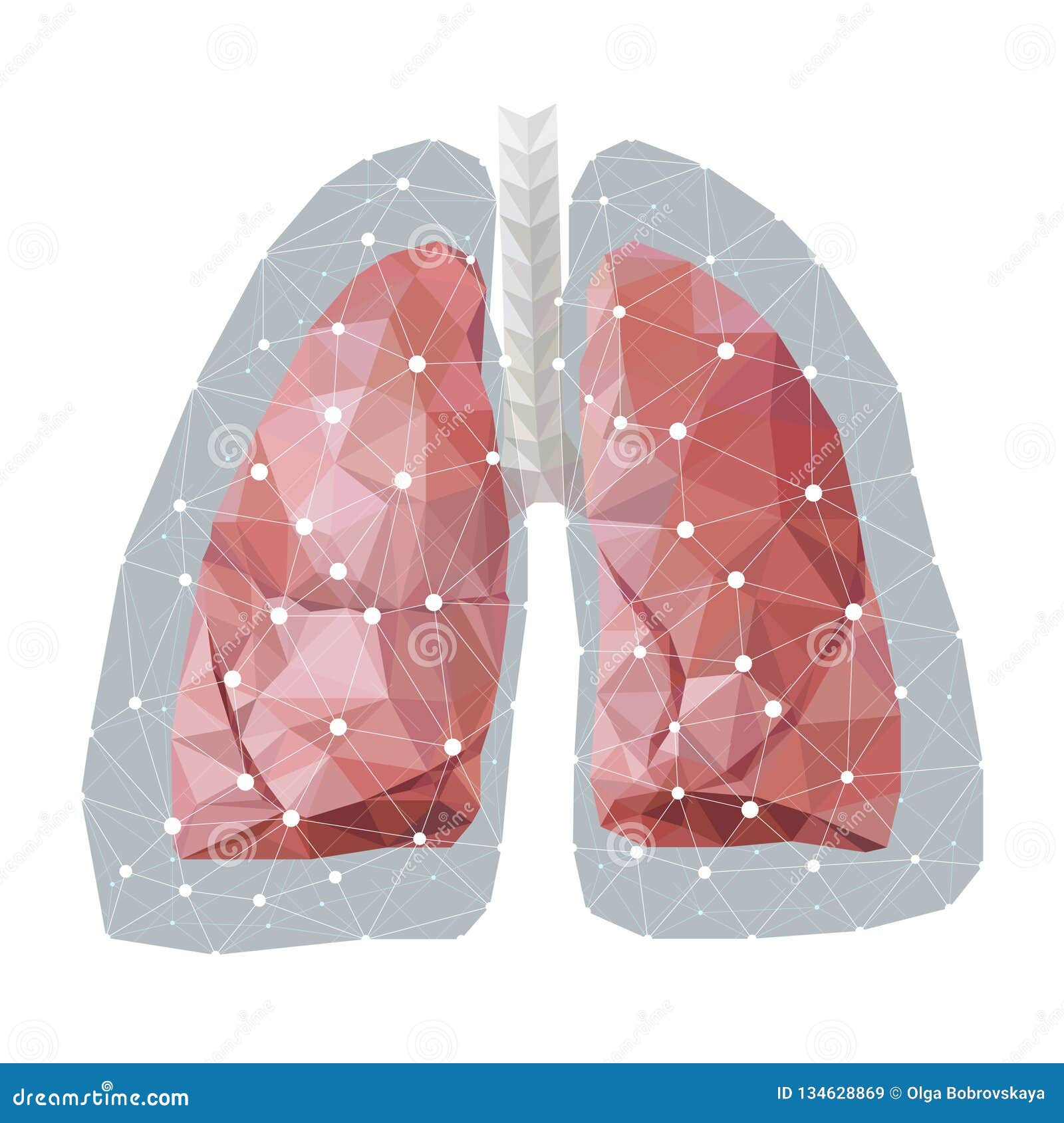 Illustration of Anatomical Polygonal Human Lungs Stock Vector ...