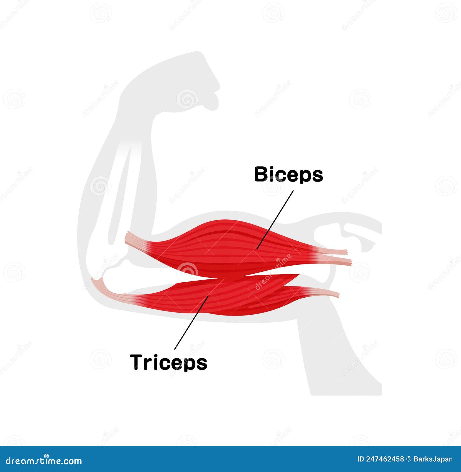 Illustration Anatomique Du Muscle Du Bras Biceps Et Triceps ...