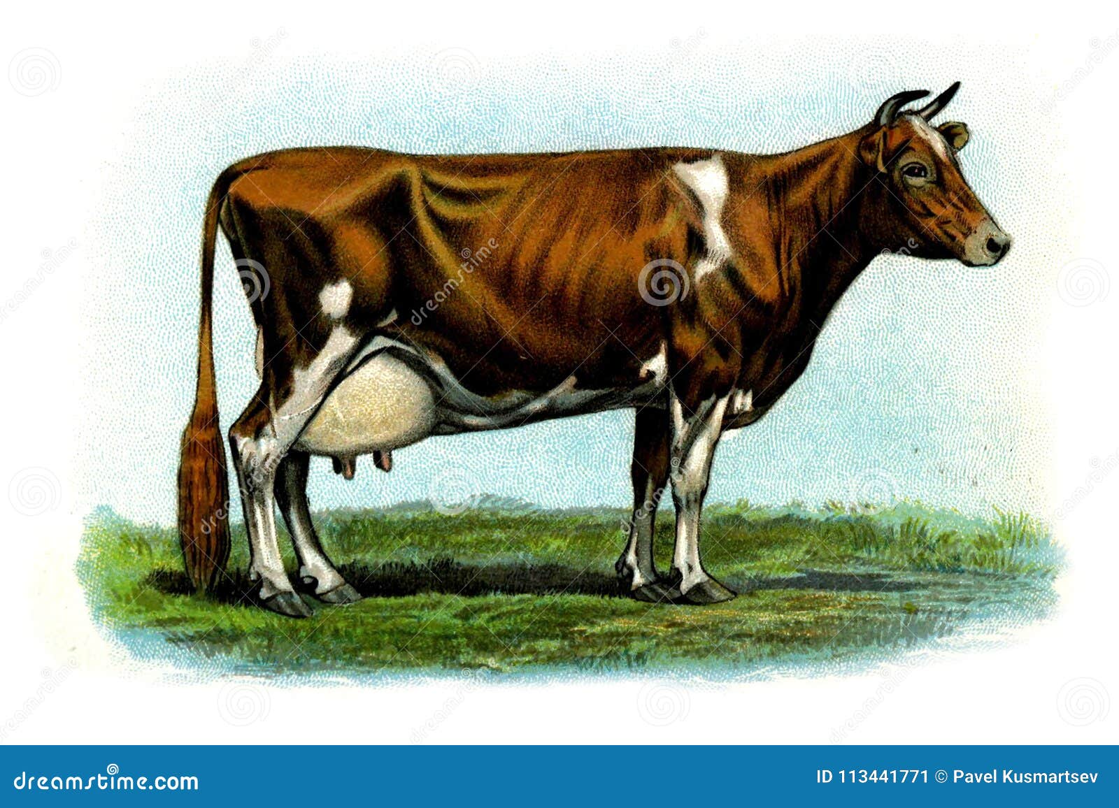 Beef Line Drawing Stock Photos - Free & Royalty-Free Stock Photos from ...