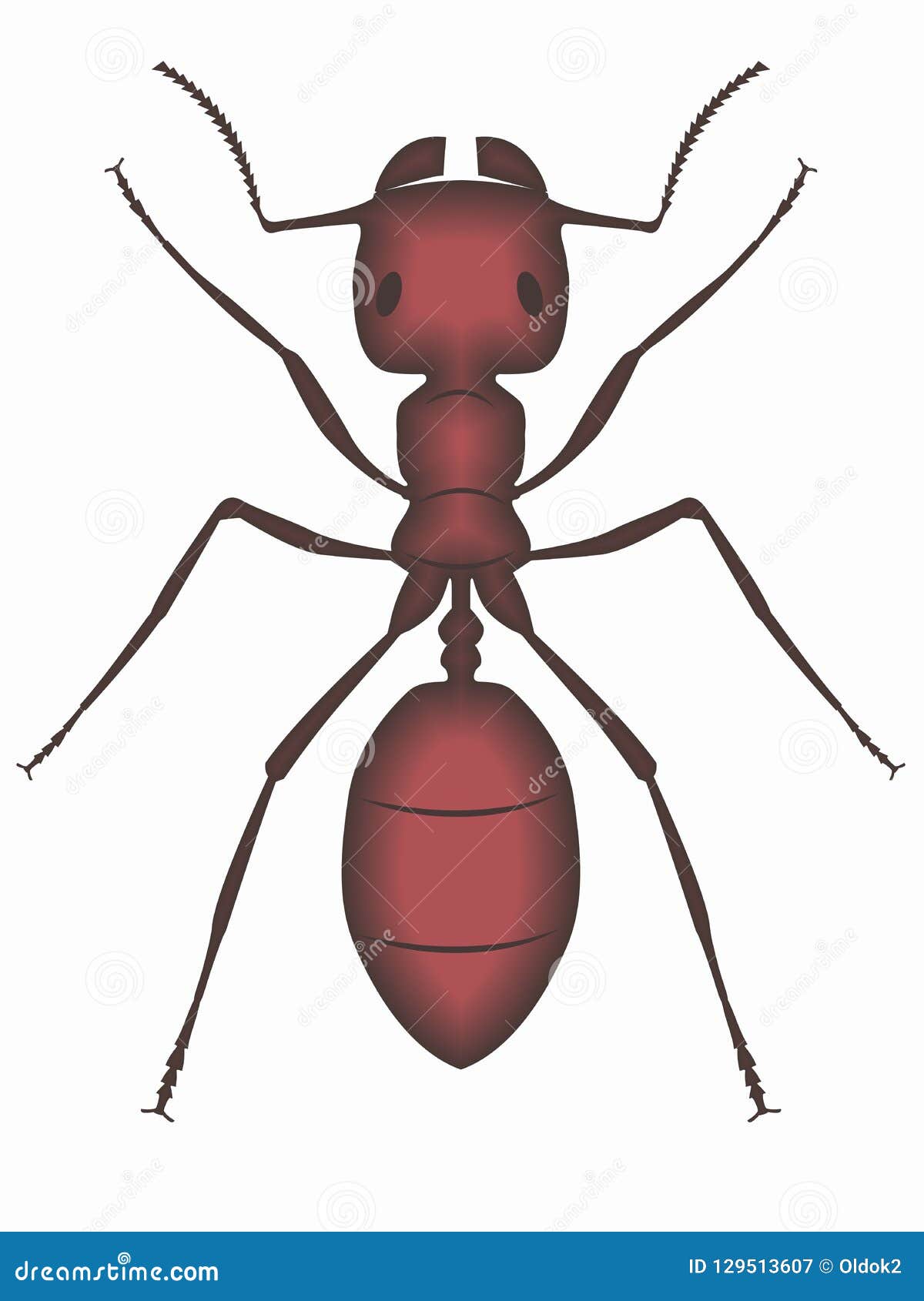 Illustration of Ant , Vector Draw Stock Vector - Illustration of ...