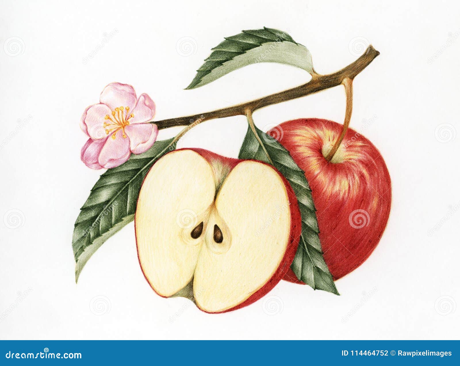 Illustration of an Apple with a Flower Stock Illustration ...