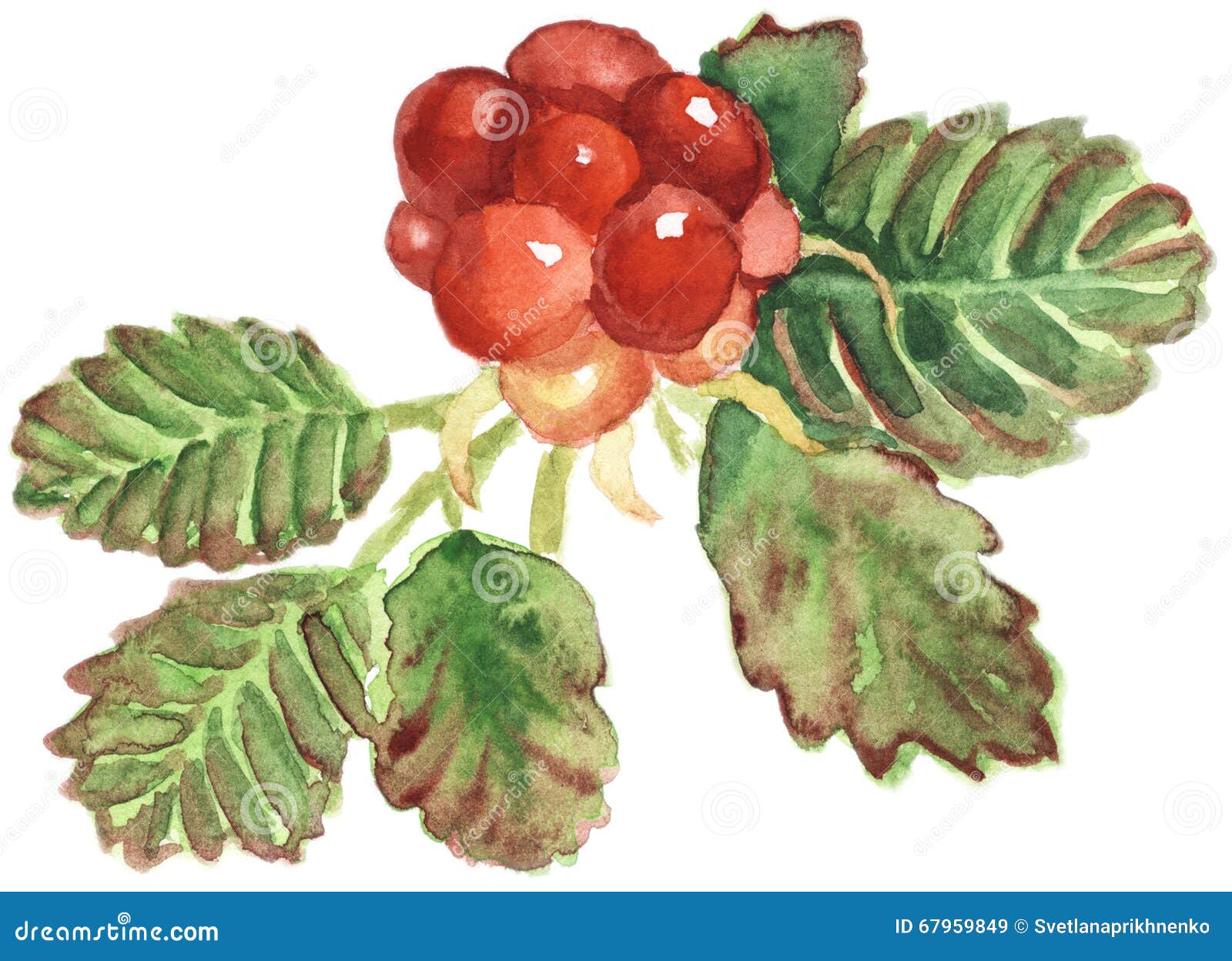 Illustration of Arctic Bramble Stock Illustration - Illustration of ...