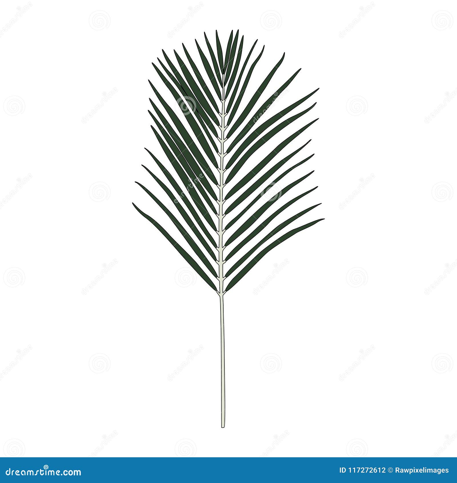 Areca Palm Sketch By Hand Drawing Vector Illustration | CartoonDealer ...