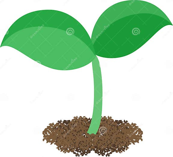 Illustration av en knopp vektor illustrationer. Illustration av växt ...