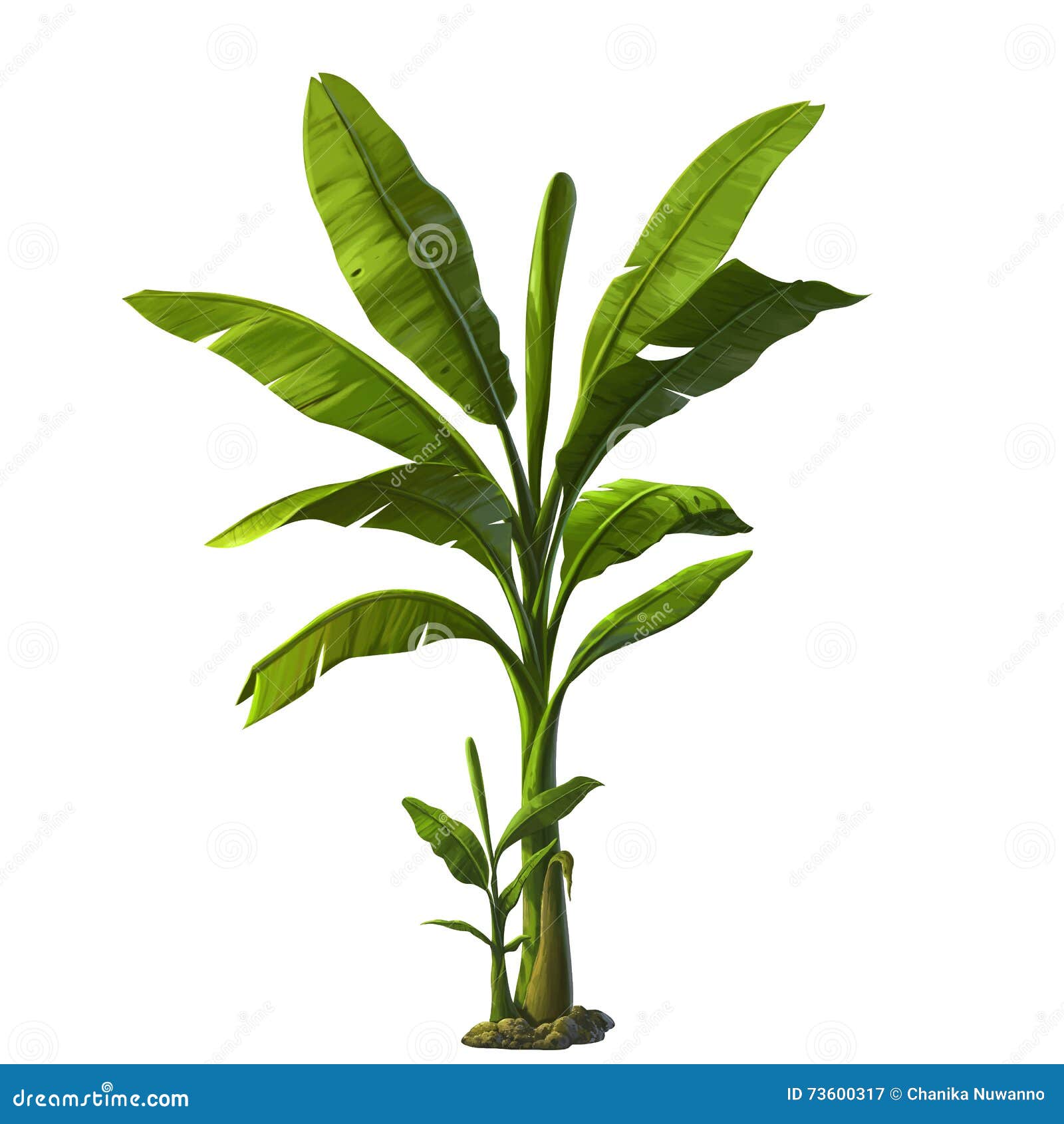 Banana Tree Vector Illustration Image | CartoonDealer.com #249843599