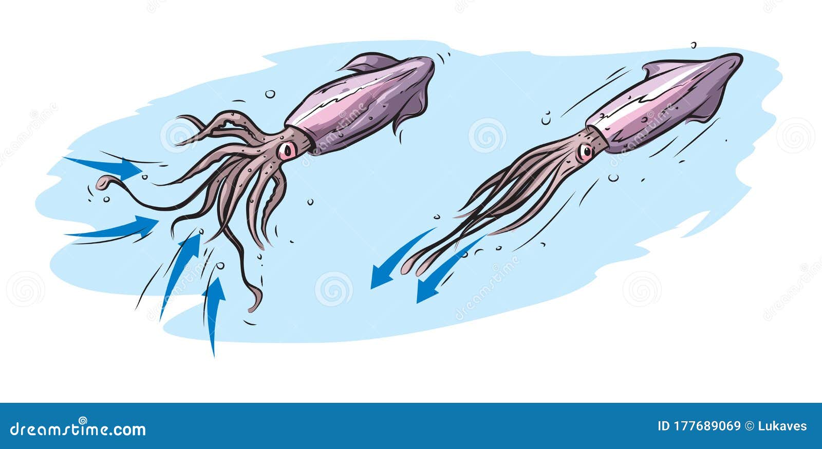 Squid movement stock vector. Illustration of food, ocean - 177689069