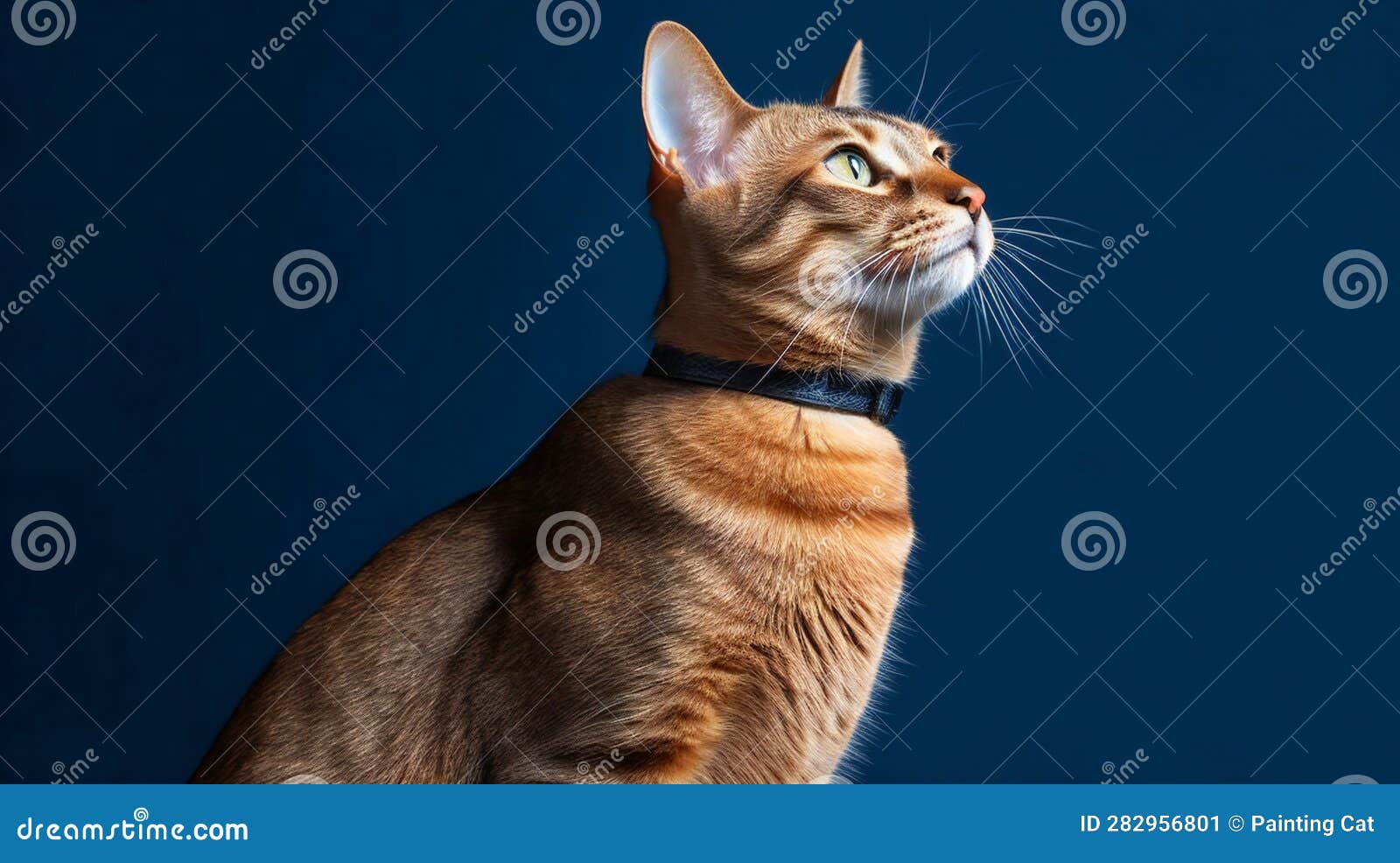 Beautiful Abyssinian Cat on a Blue Background, Studio Shot Stock ...