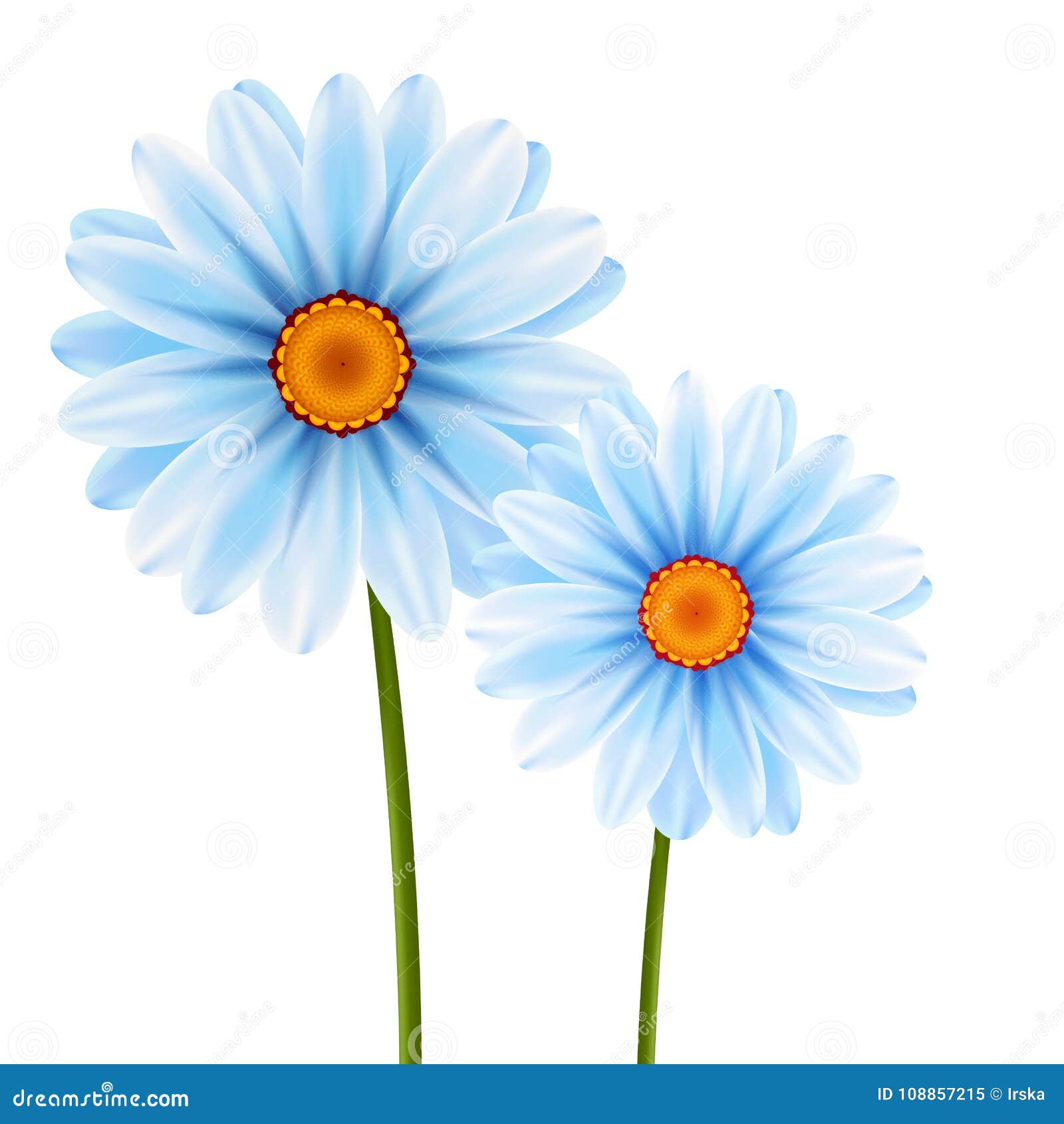 Illustration Camomile Flowers Vector Illustration Stock Vector ...