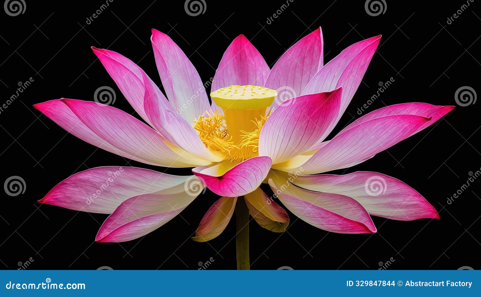 Illustration of a Beautiful Lotus Flower on a Solid Background ...